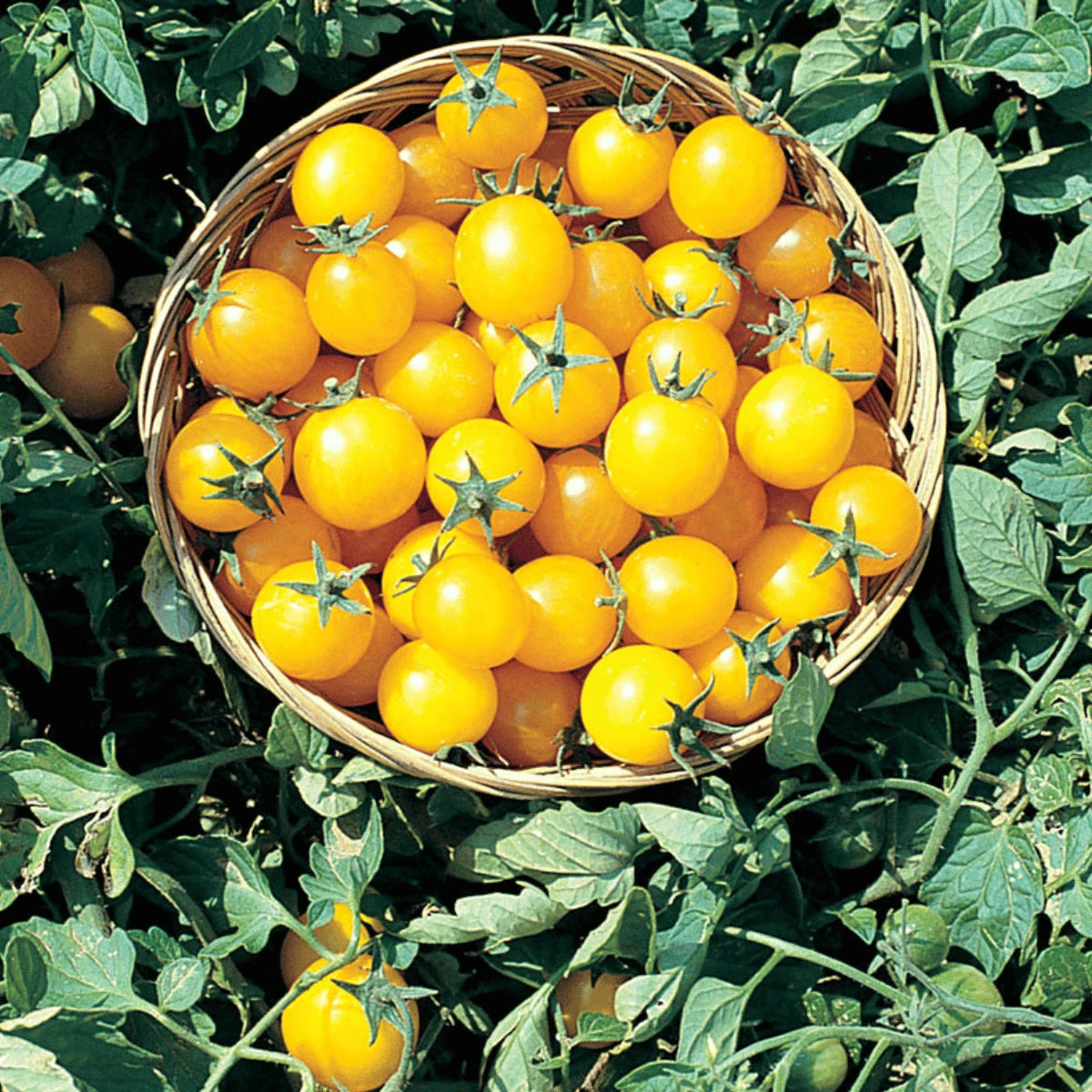 Tomato Seeds | 10 x Unique, Heirloom Varieties – Survival Seeds