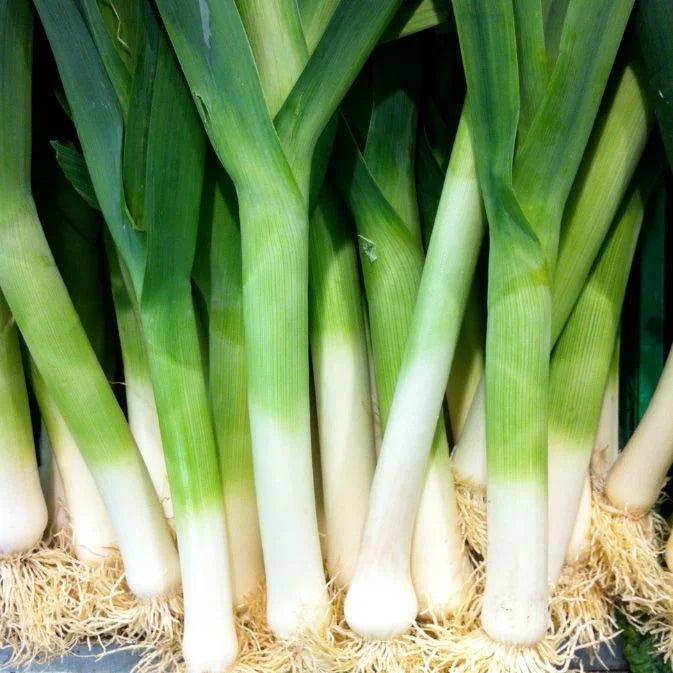How to Grow Leeks: A Complete Home Guide – Survival Seeds